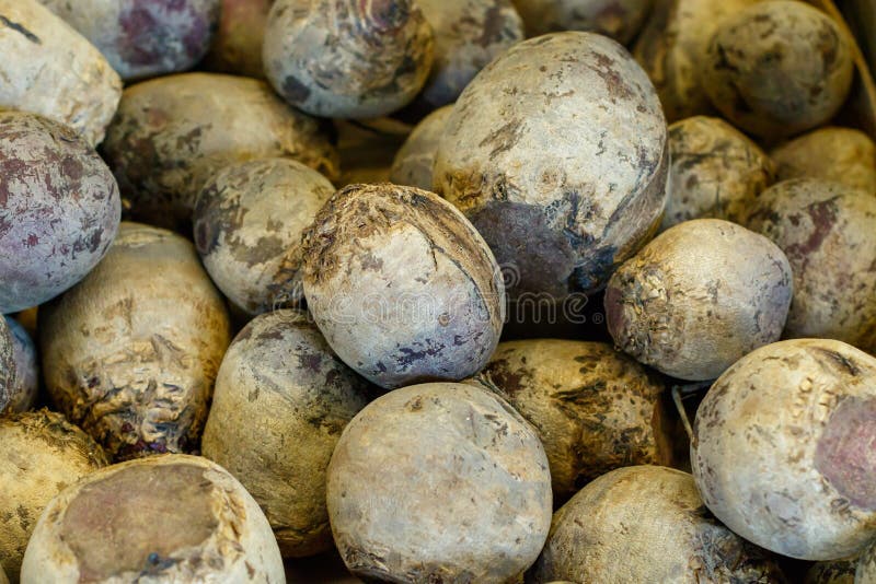 Beets stock photo. Image of brown, crop, food, horizontal - 94267212