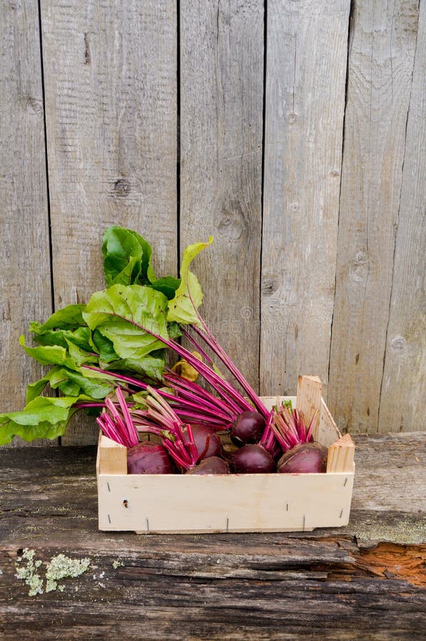 Beets from the garden stock photo. Image of garden, full - 70520576