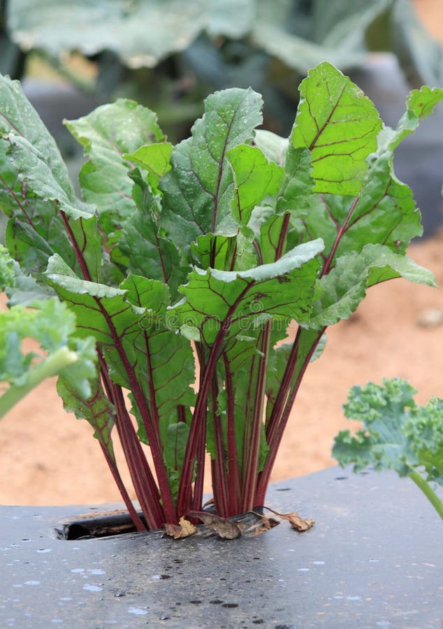 Beets Plant stock image. Image of food, natural, organic - 31374117