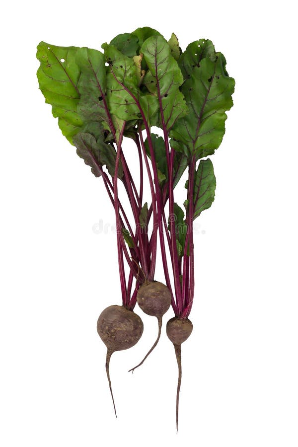 Beets with Green Tops on White Stock Image - Image of ripe, healthy ...