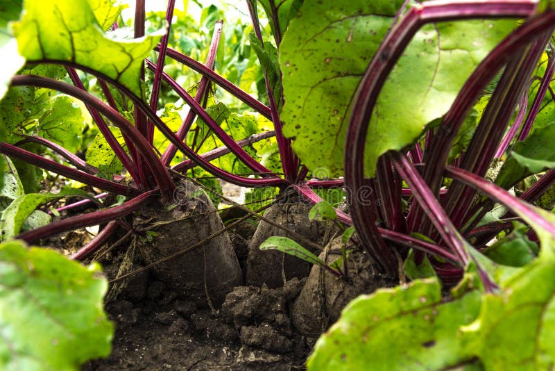 Beets in the ground stock image. Image of growing, organic - 97372153