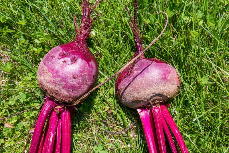 Beets. a Group of Freshly Harvested Root Crops on Grass Stock Image ...
