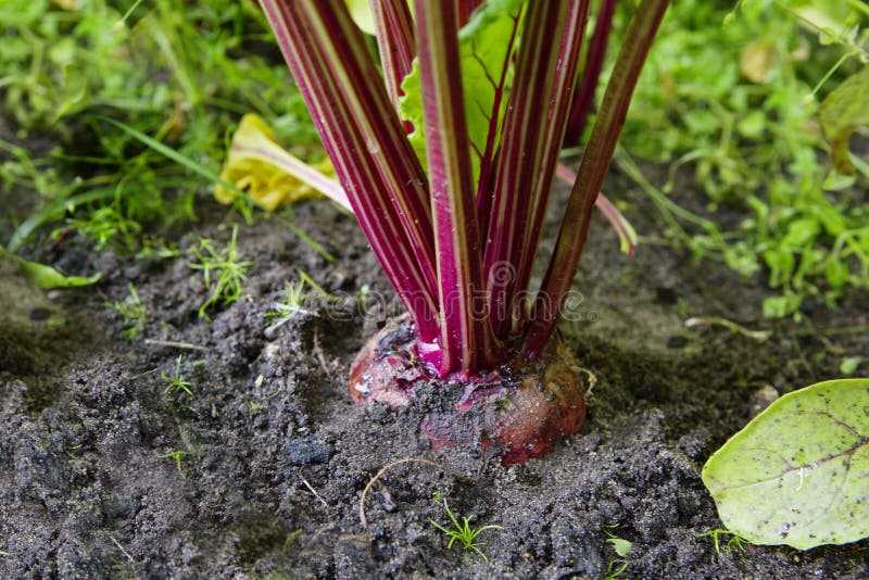 Beets grow in the garden. stock photo. Image of garden - 193369996