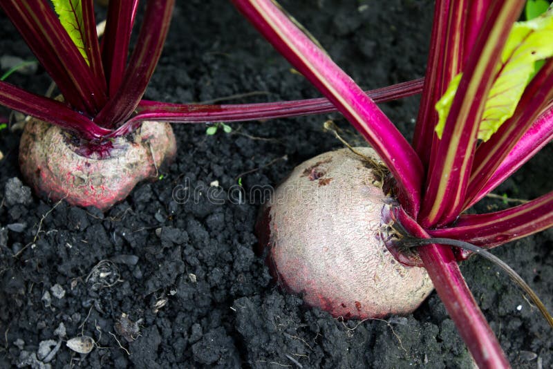 Beets growing stock image. Image of vegetable, organic - 101919021
