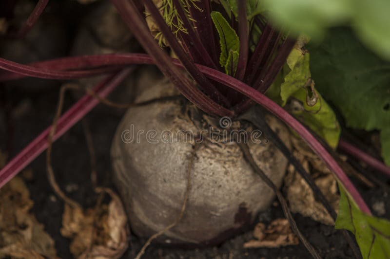 Fresh Beetroot Grows in the Ground Stock Image - Image of environment ...