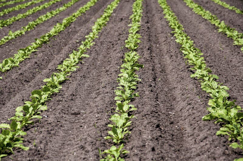 Beets stock image. Image of green, beet, land, manfacture - 46284951