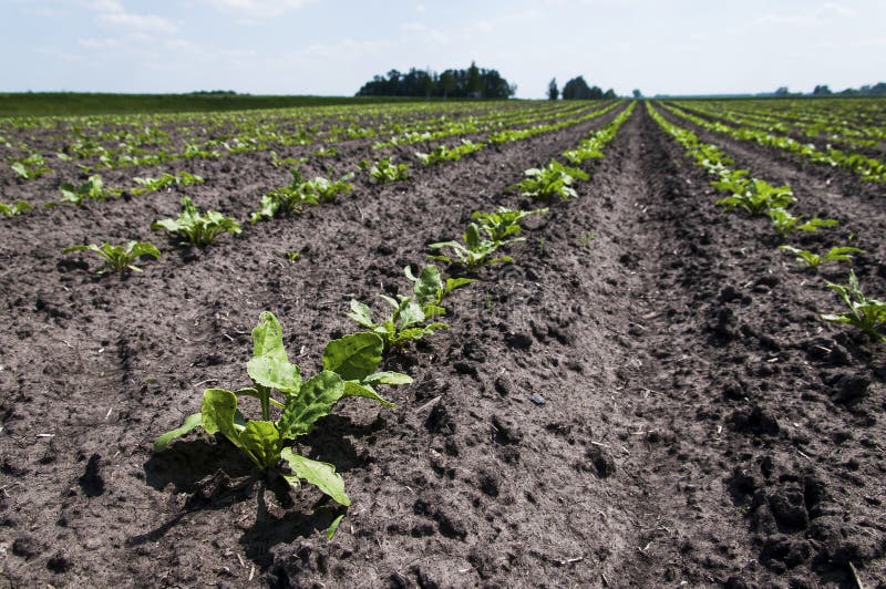 Beets stock image. Image of plant, beet, land, agriculture - 46285003