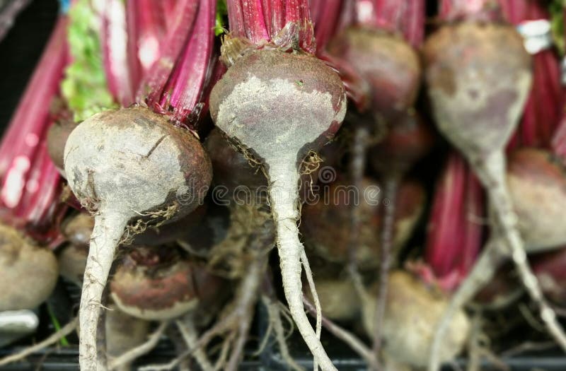 Beets stock photo. Image of fresh, vegetable, stand, healthy - 46890172