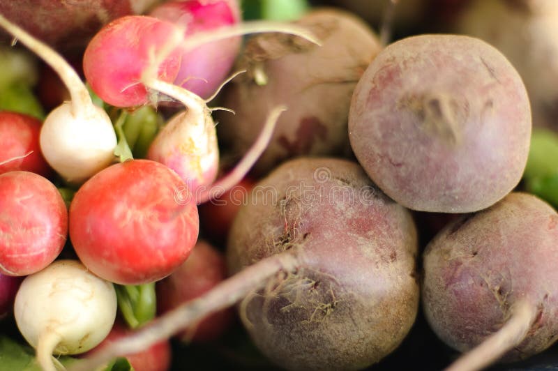 Raddish and beetroot stock image. Image of diet, bunch - 21672955
