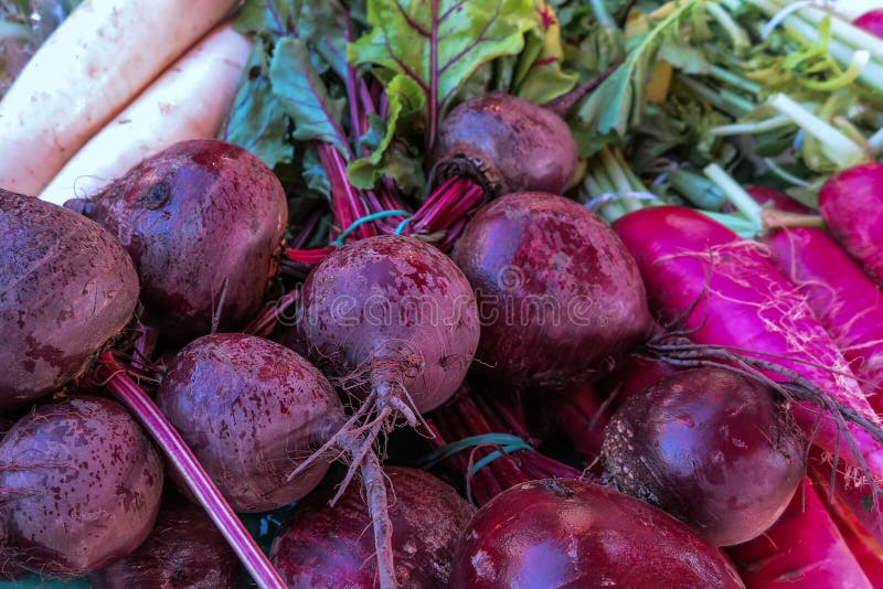Beets and radish stock photo. Image of root, beta, radish - 42946294