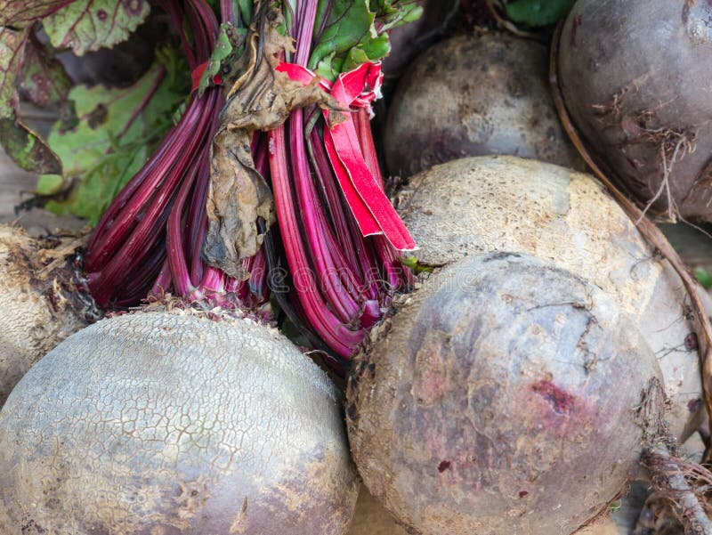 Red Beets stock image. Image of agricultural, autumn - 119292937