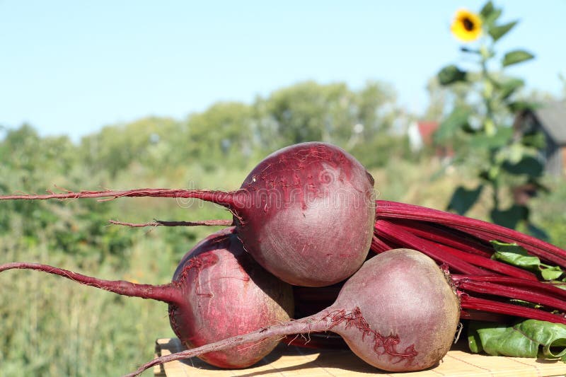 Beets stock image. Image of table, sunflower, grass, provisions - 45715799