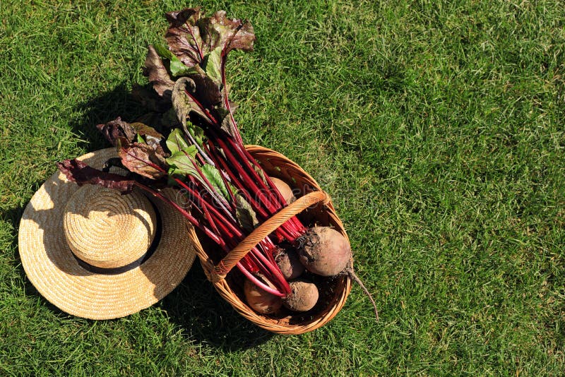 Beets in Wicker Basket and Straw Hat on Green Grass, Top View. Space ...