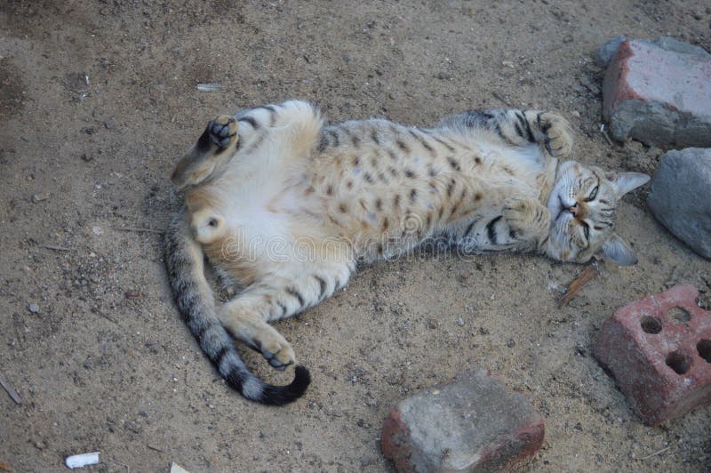 A Beg Cat Playing with Its Owner at Home Stock Image - Image of sunset ...