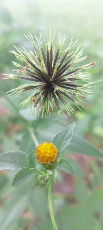 Beggar ticks ketul stock photo. Image of spanish, ketul - 328616158