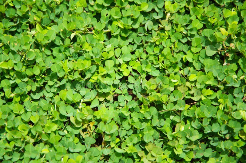 Beggarweed Leaf Stock Photos - Free & Royalty-Free Stock Photos from ...