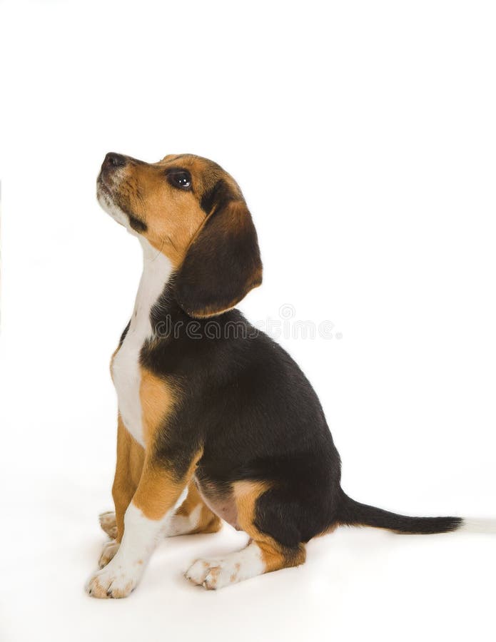 Begging stock image. Image of profile, canine, friend - 1774003