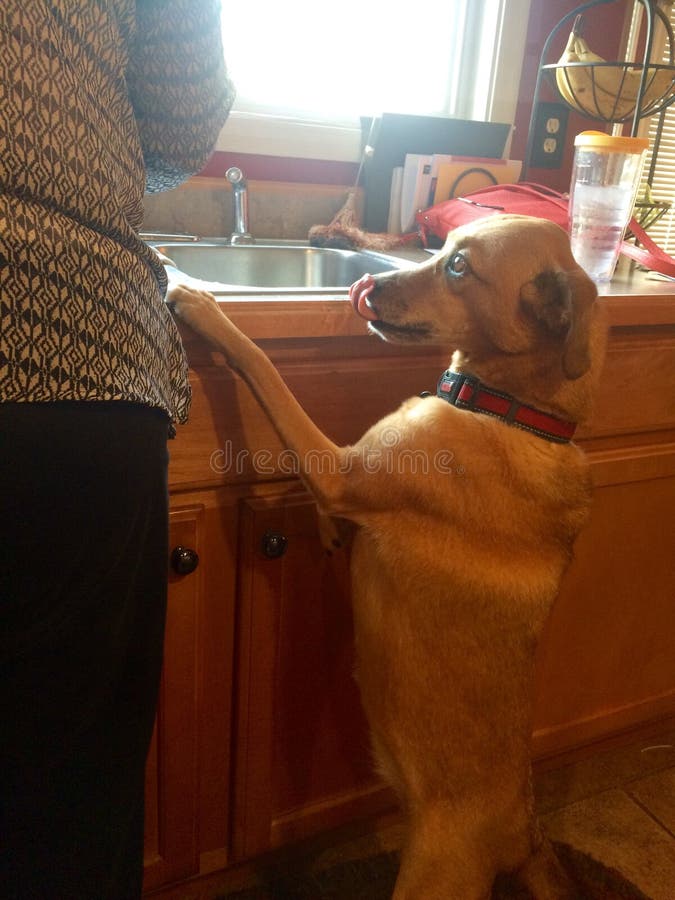 Begging stock image. Image of table, adorable, begging - 58546649