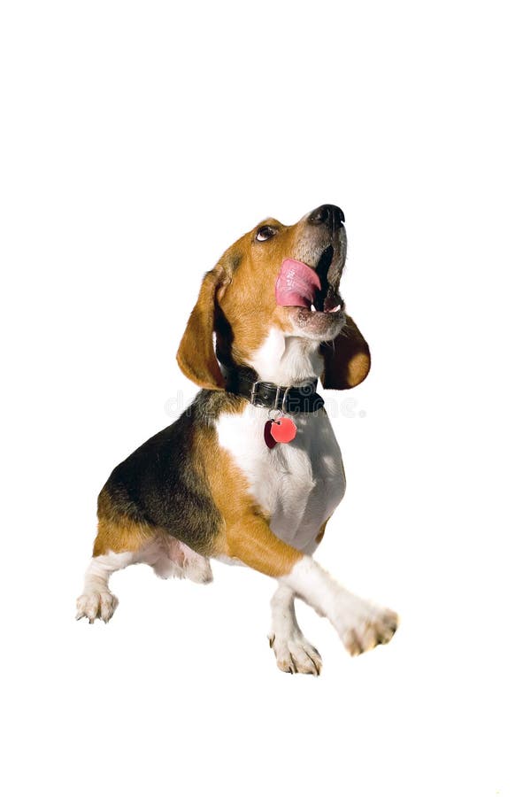 Begging Beagle stock photo. Image of grooming, isolated - 6810376