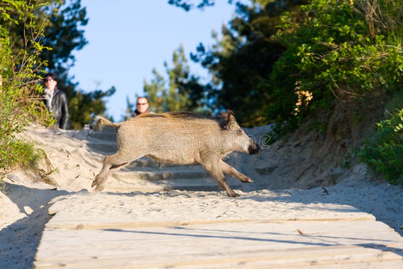 Wild Hog Animal On The Beach Stock Image - Image of wildlife, beach ...