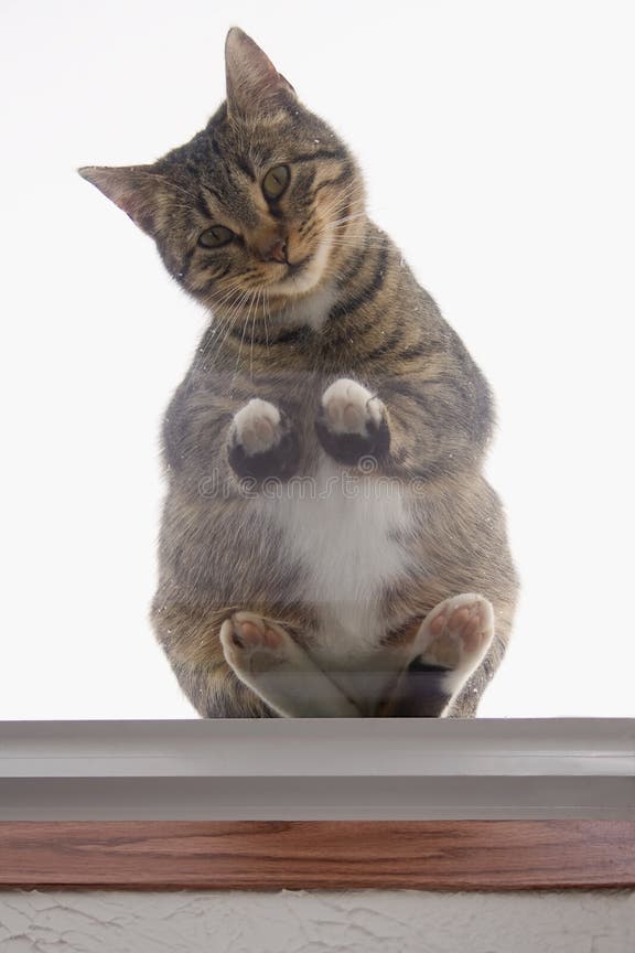 Begging cat. stock image. Image of longing, window, skylight - 13080759