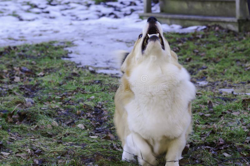 Begging fox stock photo. Image of begs, foxy, begging - 79307758