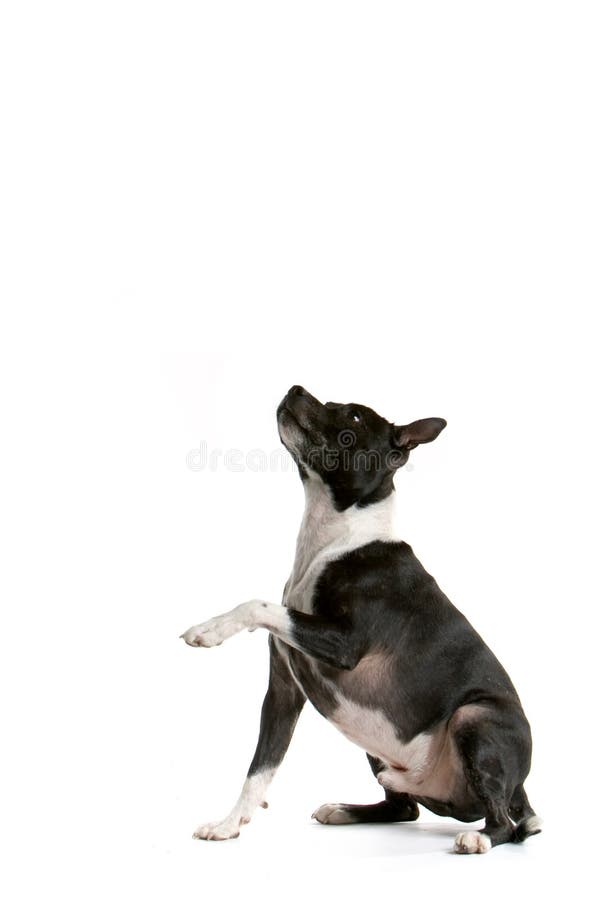 Begging stock image. Image of profile, canine, friend - 1774003