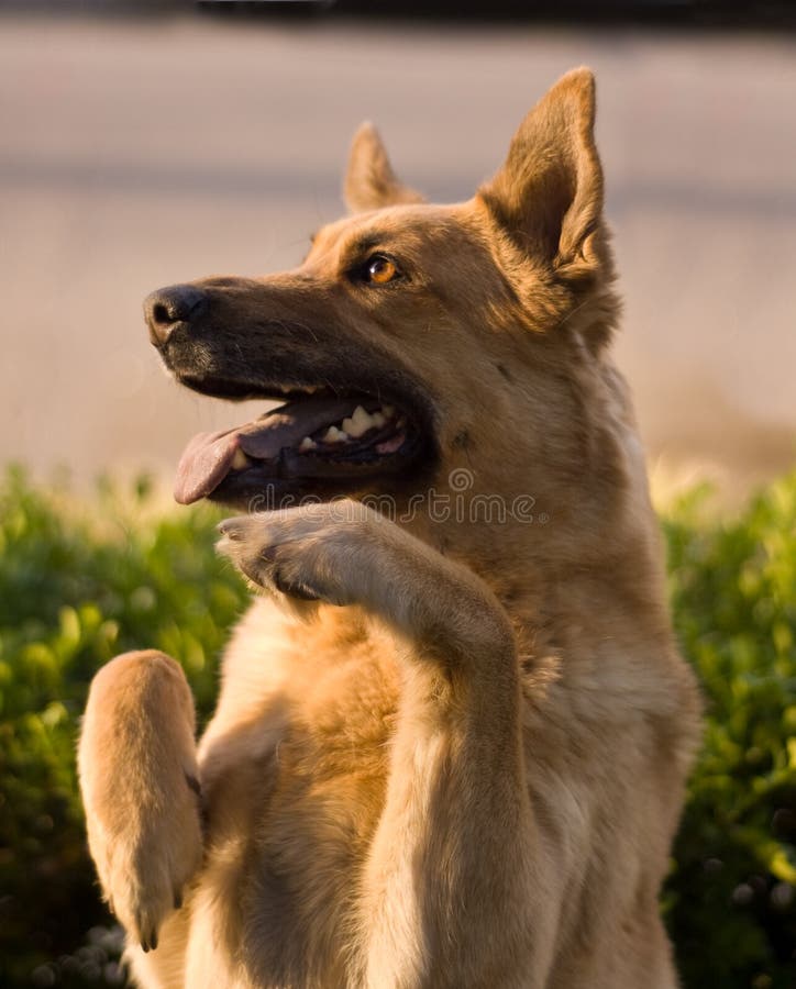 Begging_dog stock image. Image of german, back, backlighting - 8623849