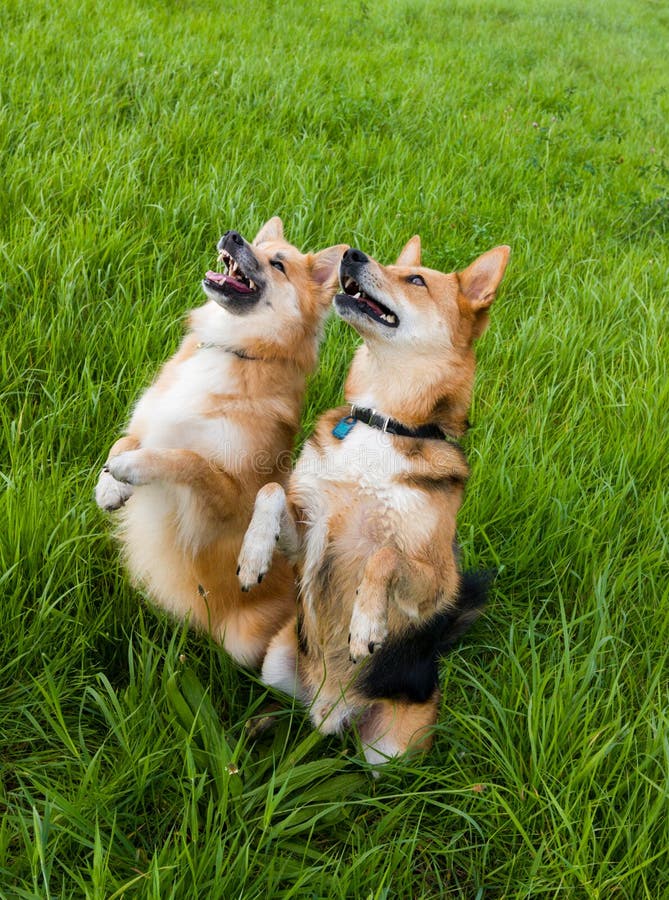 Begging dog stock photo. Image of trick, breed, looking - 36104504