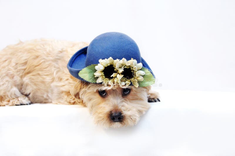 Beseeching Eyes of Loyal Dog Stock Photo - Image of canine, brown: 22050444