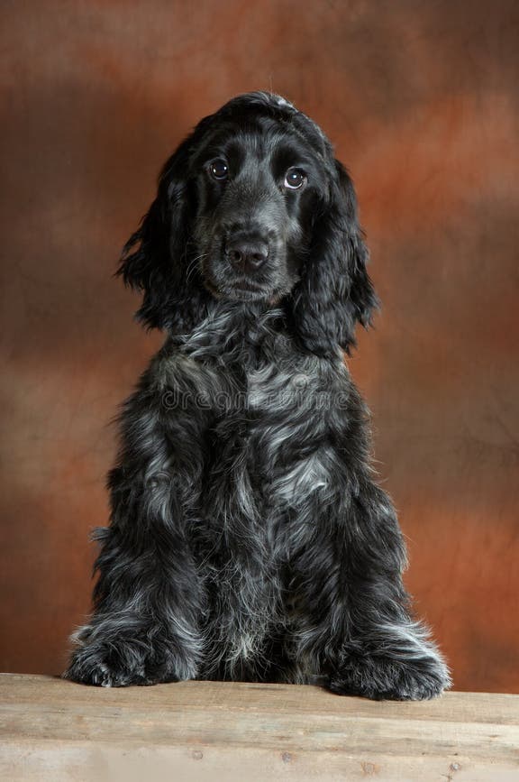 Begging eyes stock image. Image of loyal, canine, spaniel - 5907105
