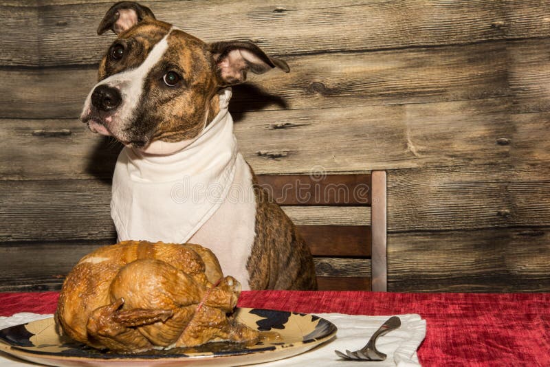 Begging for the Holiday Feast Stock Photo - Image of food, amazing ...