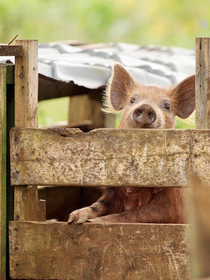 Pile of Piglets stock photo. Image of pile, manufacturing - 10798956