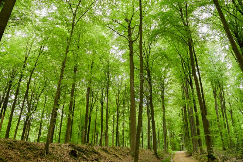 Begin autumn forest stock image. Image of forest, breakfast - 79541543