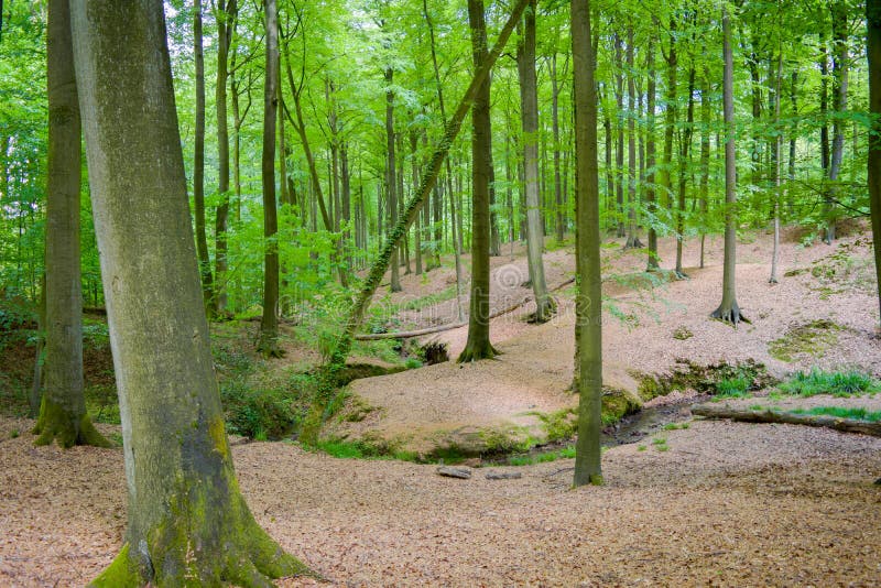 Begin autumn forest stock image. Image of beautiful, food - 79542137