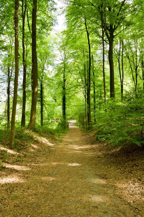 Begin autumn forest stock photo. Image of chilling, flamingo - 79542598