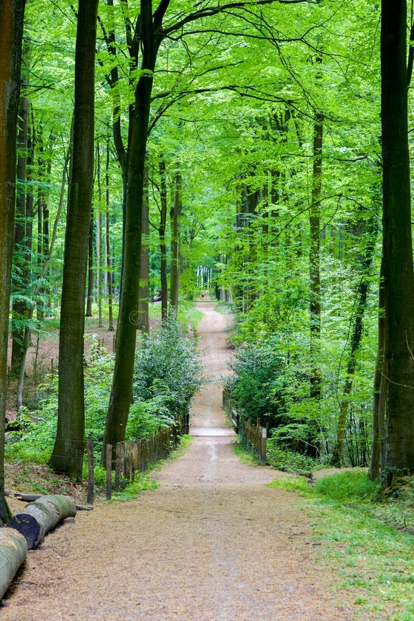 Begin autumn forest stock photo. Image of grey, nice - 79563734