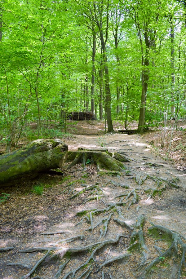 Begin autumn forest stock image. Image of bird, chicken - 79564023