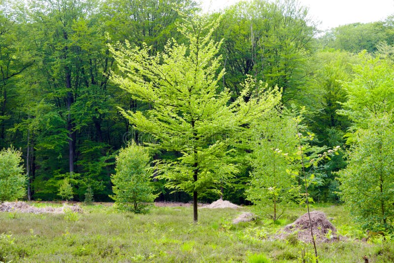 Begin autumn forest stock photo. Image of chilling, enjoying - 79565130