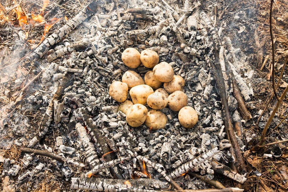 Begin Cooking Potatoes in the Fire. Potatoes Thrown in Ashes. Rest in ...