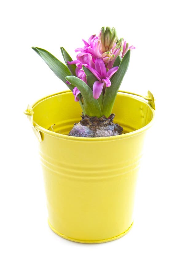 The begin of spring stock image. Image of bucket, leaf - 23527547
