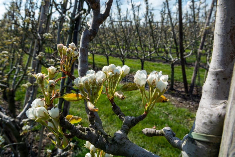 Begin of Spring Blossom of Pear Trees in Dutch Orchards Stock Photo ...