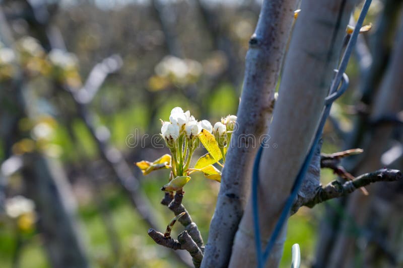 Begin of Spring Blossom of Pear Trees in Dutch Orchards Stock Image ...