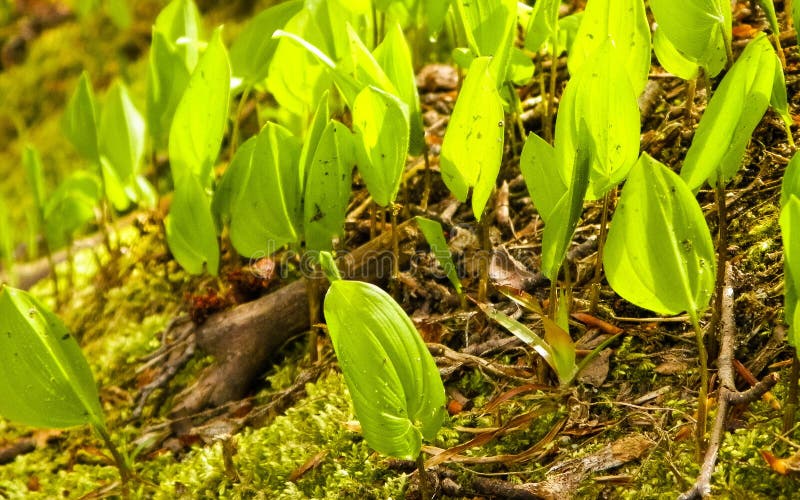 Begining of Spring. Leaves of Growing Plants Stock Image - Image of ...