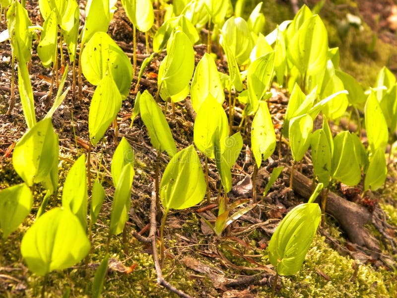 Begining of Spring. Leaves of Growing Plants Stock Photo - Image of ...