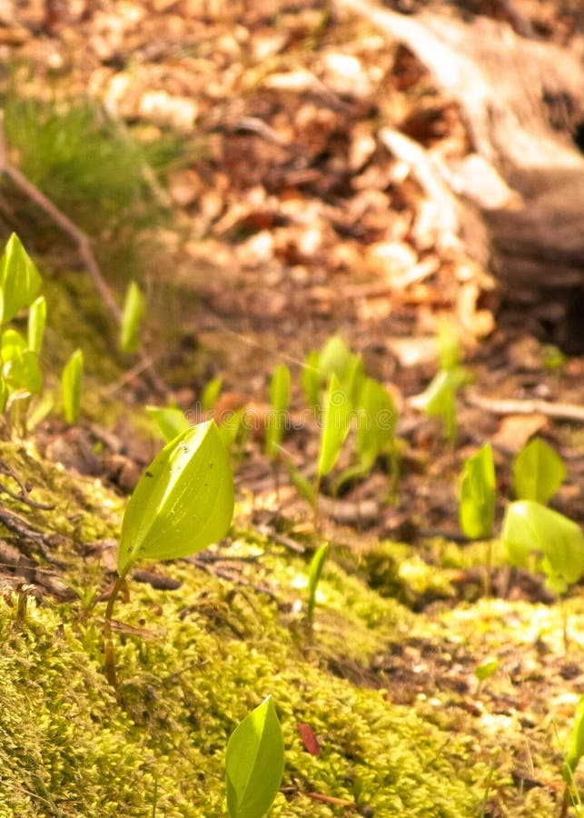 Begining of Spring. Leaves of Growing Plants Stock Photo - Image of ...