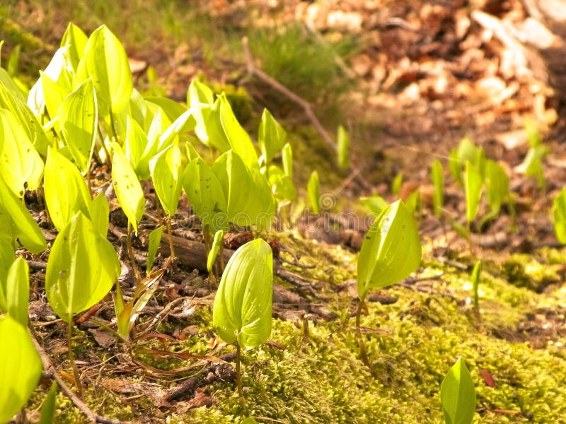 Begining of Spring. Leaves of Growing Plants Stock Photo - Image of ...
