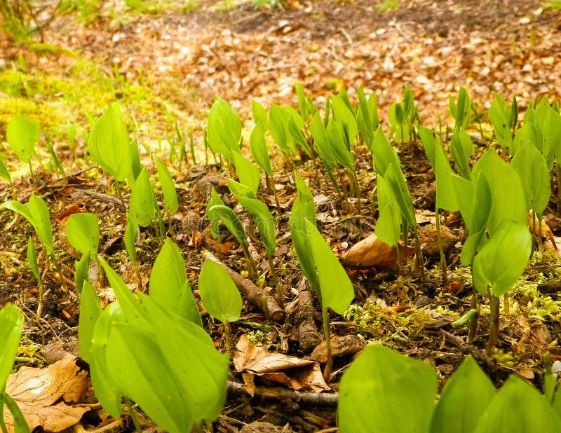 Begining of Spring. Leaves of Growing Plants Stock Photo - Image of ...