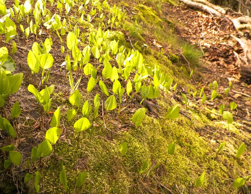 Begining of Spring. Leaves of Growing Plants Stock Photo - Image of ...