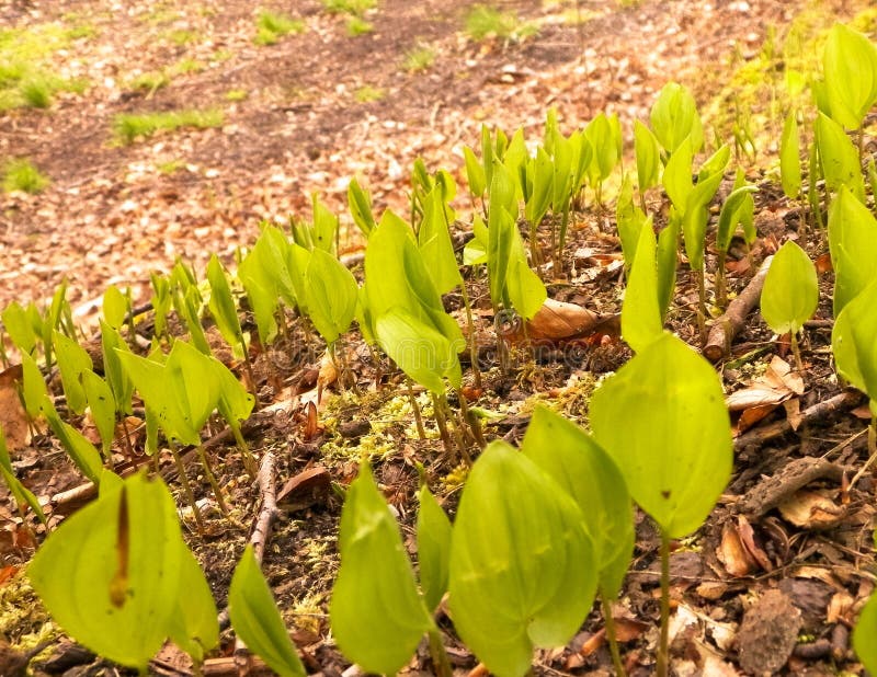 Begining of Spring. Leaves of Growing Plants Stock Photo - Image of ...